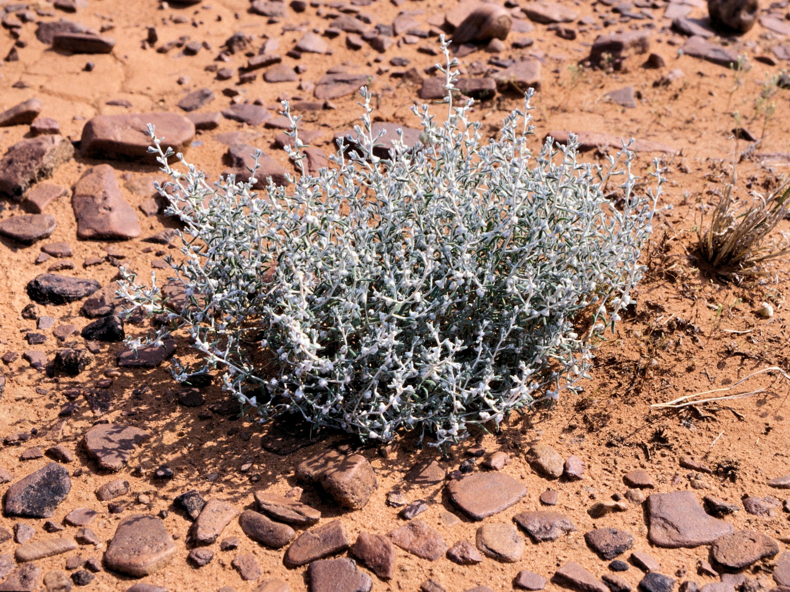 Dissocarpus biflorus var. biflorus