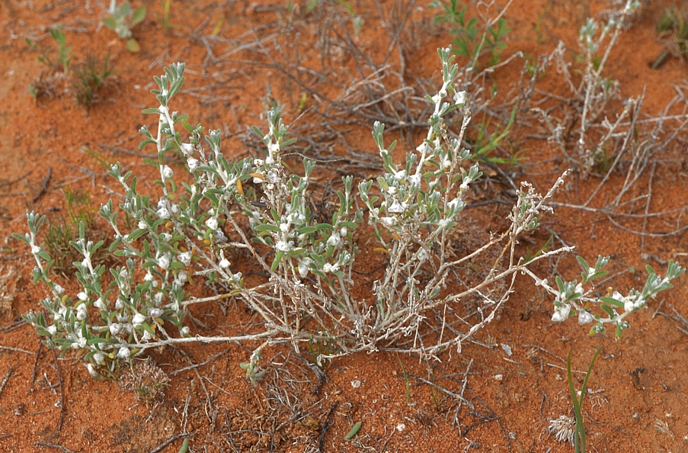 Dissocarpus biflorus var. biflorus