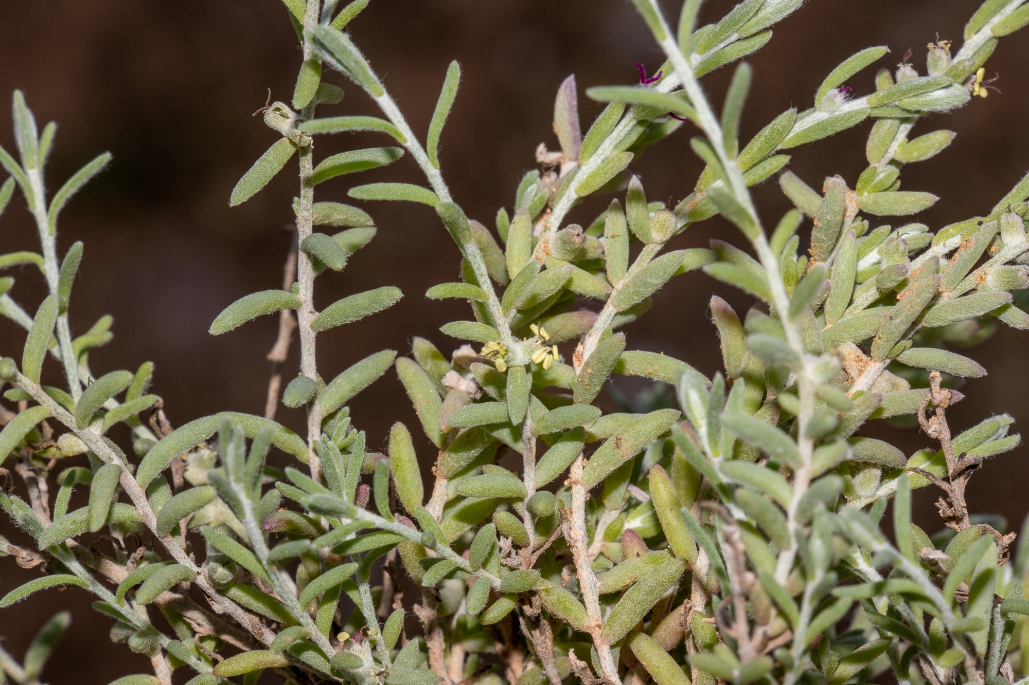 Dissocarpus biflorus var. biflorus