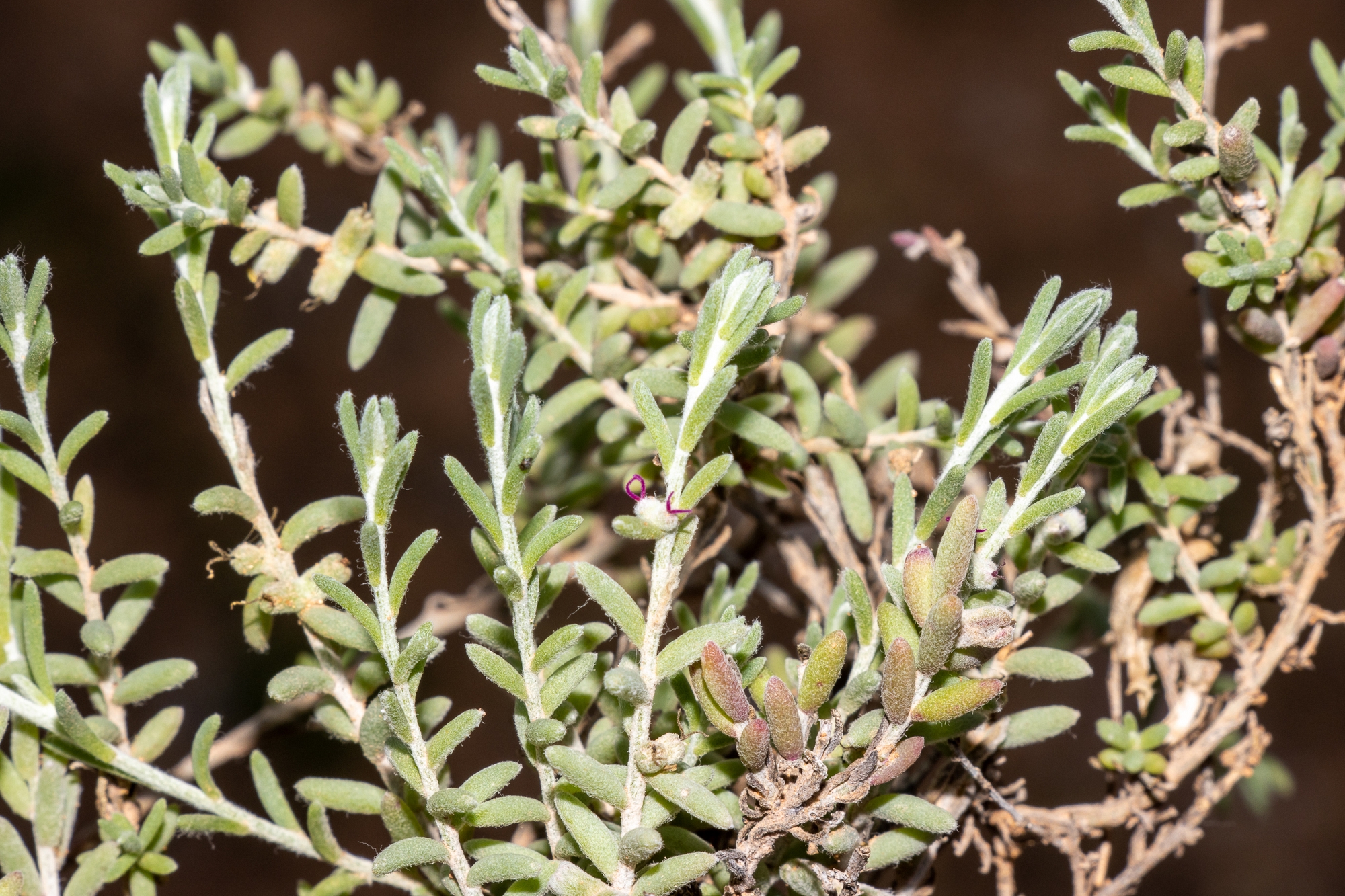 Dissocarpus biflorus
