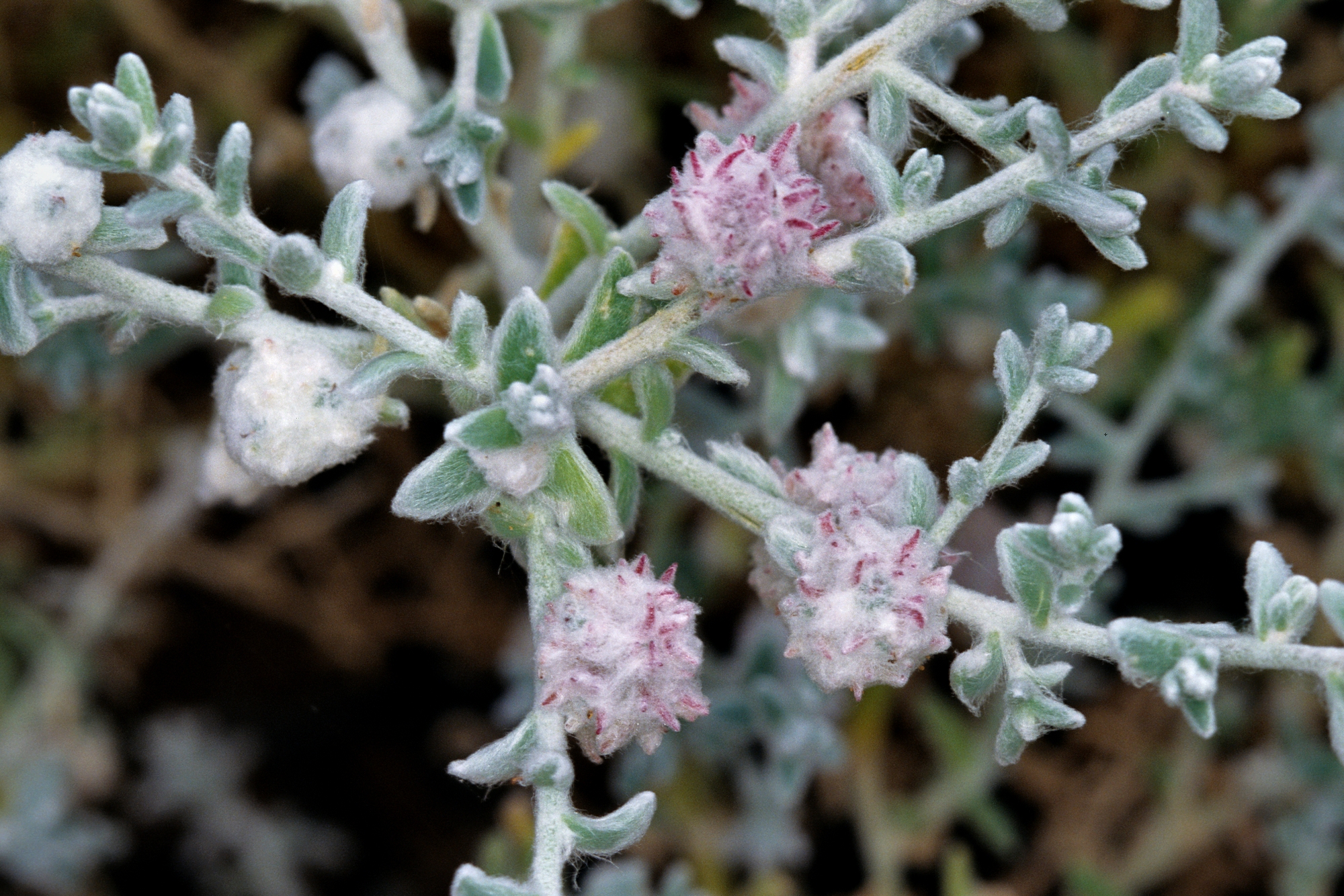 Dissocarpus fontinalis