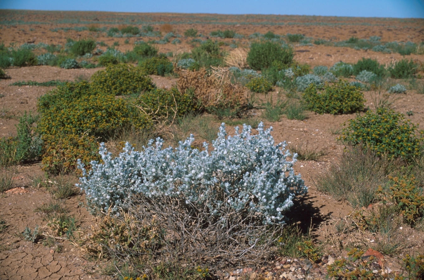 Dissocarpus fontinalis