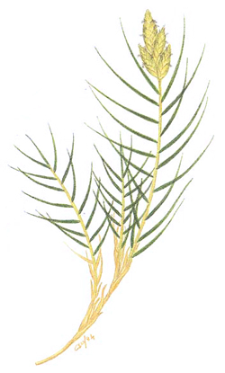 Distichlis distichophylla