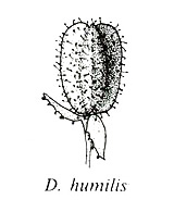 Dodonaea humilis