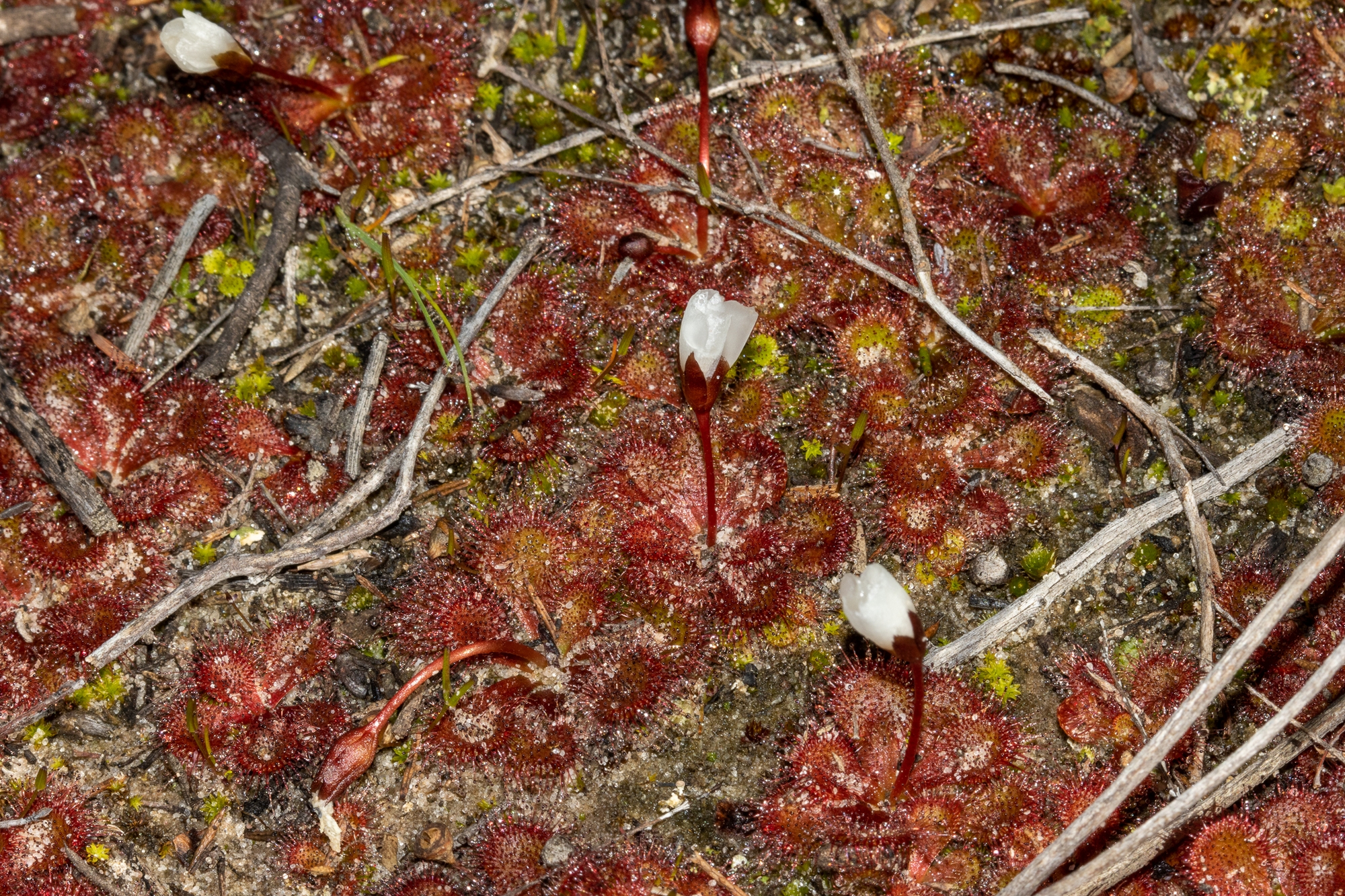 Drosera aberrans