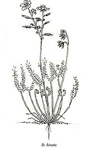 Drosera binata