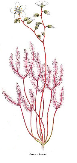 Drosera binata