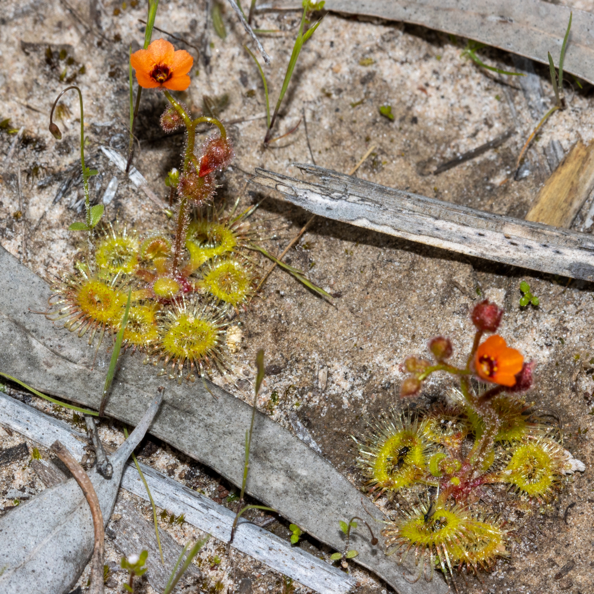 Drosera glanduligera