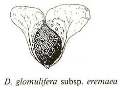 Dysphania glomulifera subsp. eremaea