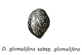 Dysphania glomulifera subsp. glomulifera