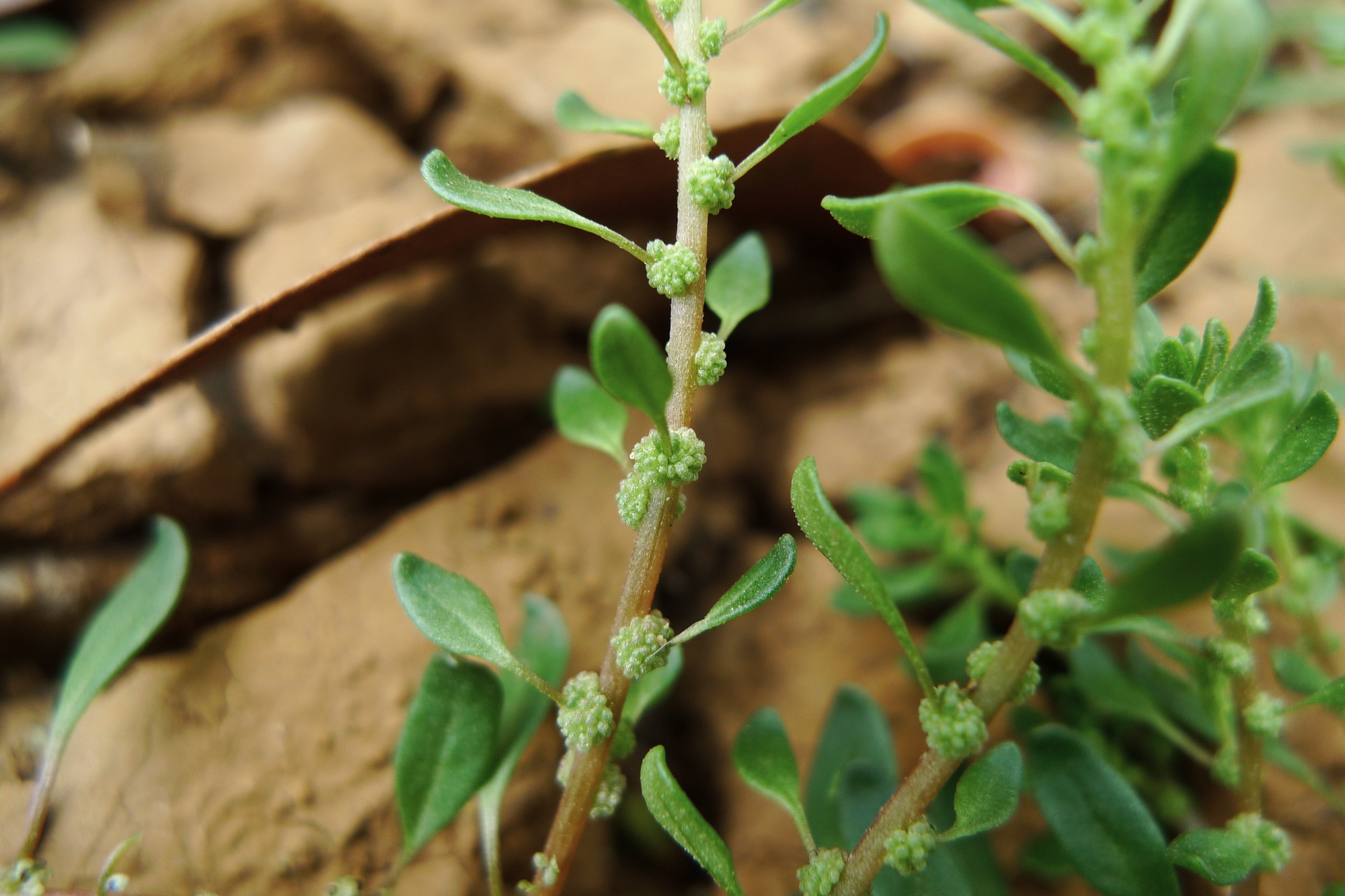 Dysphania glomulifera