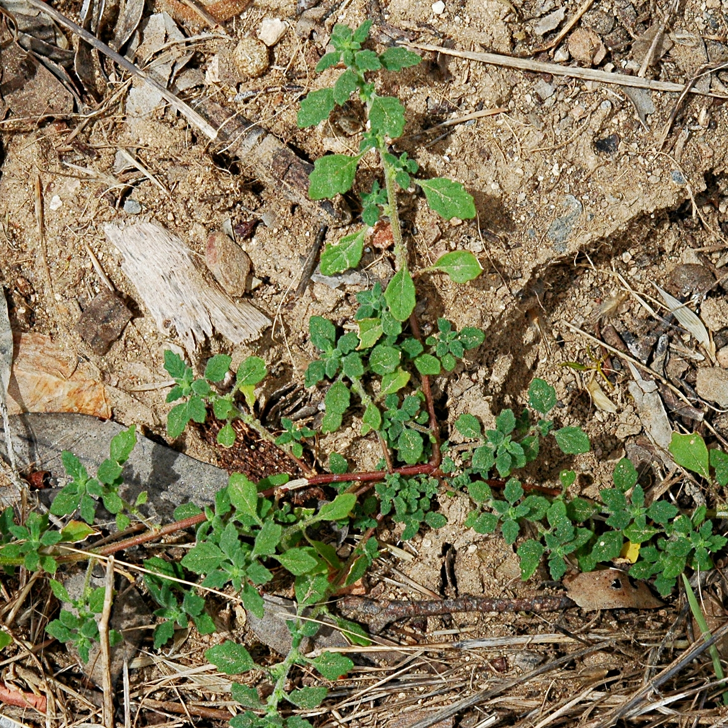 Dysphania pumilio