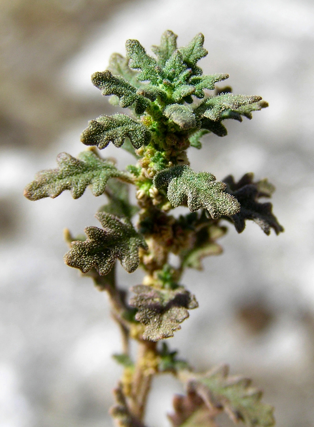 Dysphania pumilio