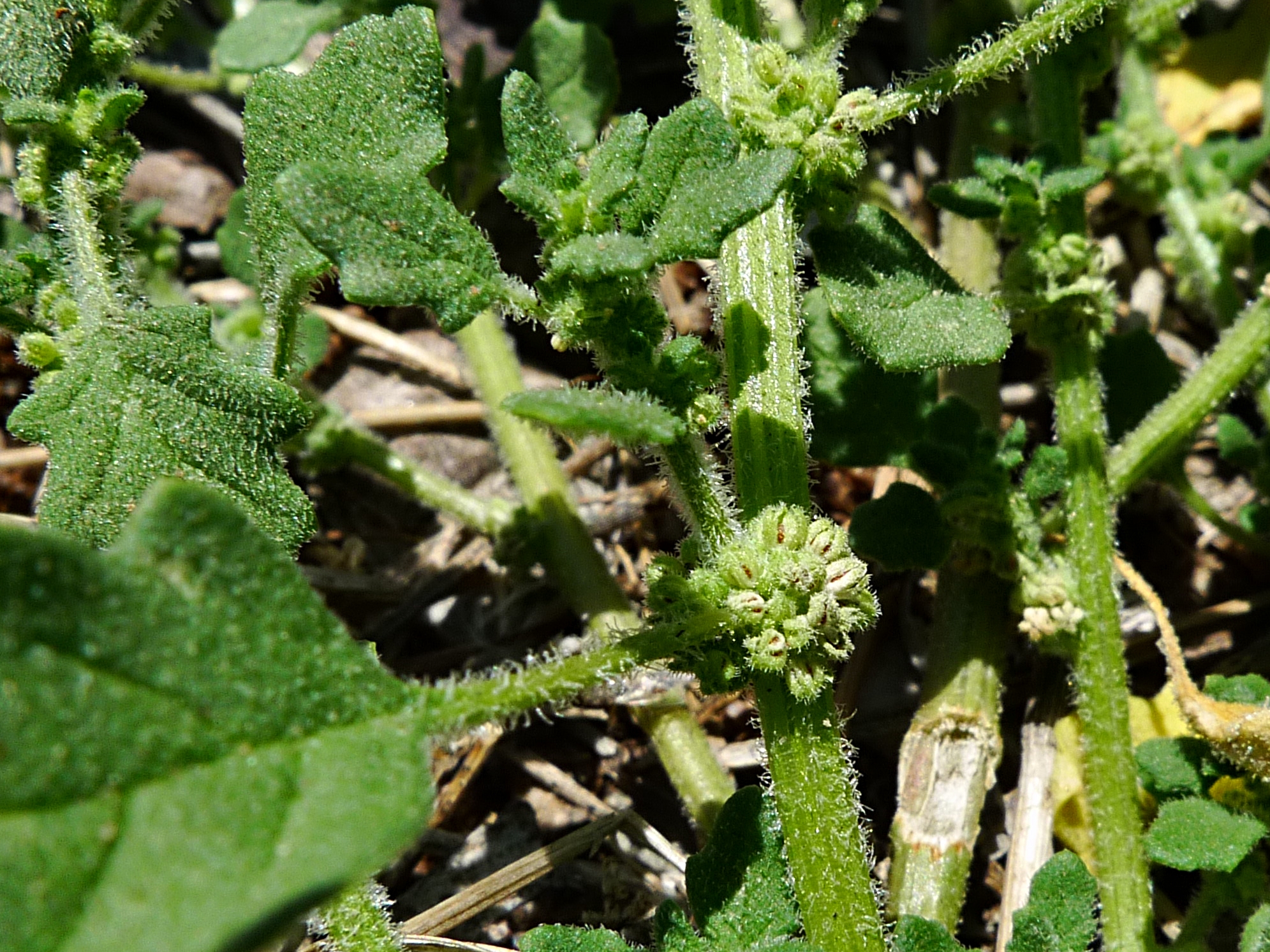 Dysphania pumilio
