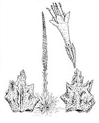 Echium simplex