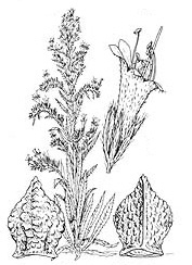 Echium vulgare