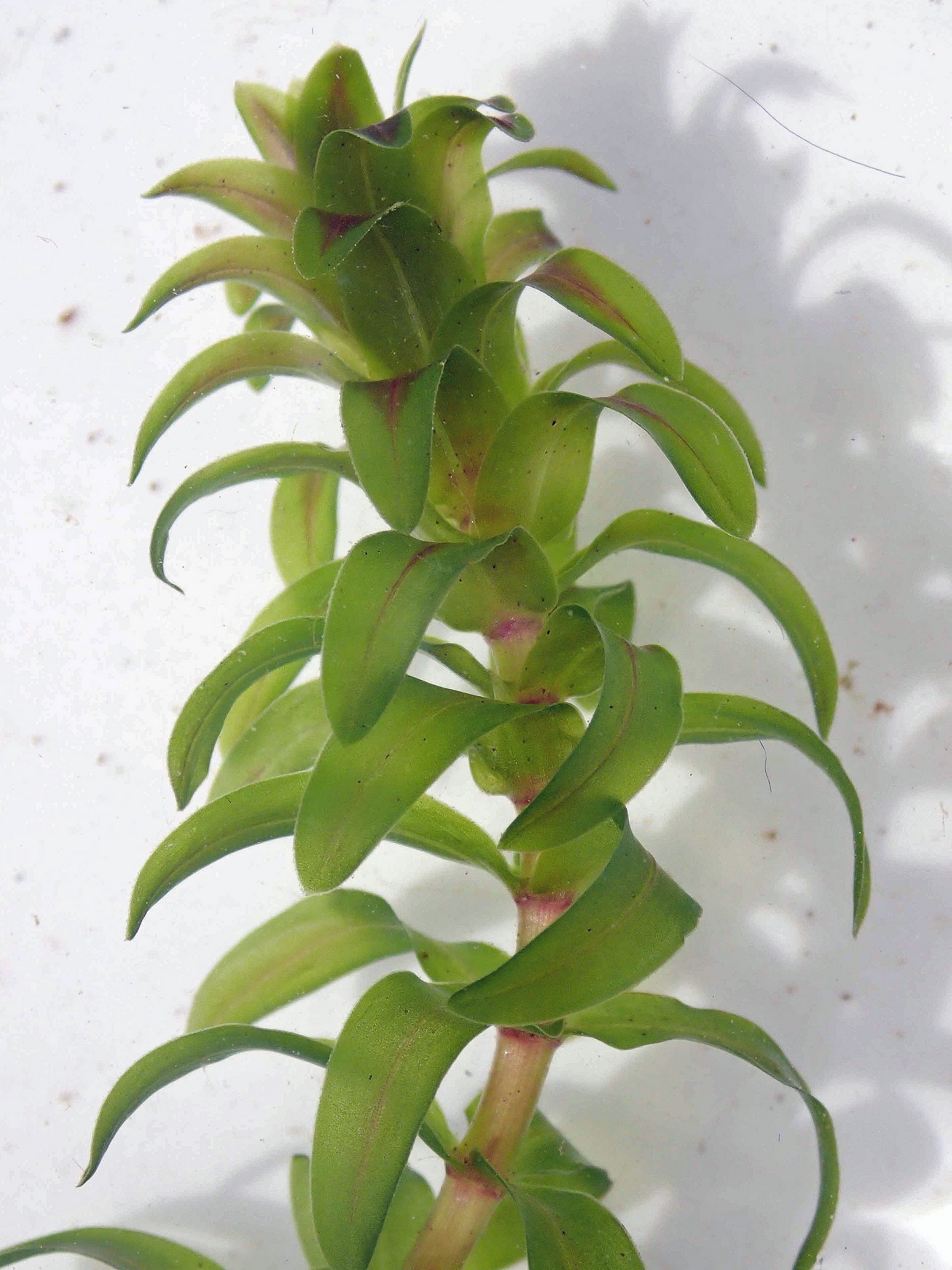 Elodea canadensis