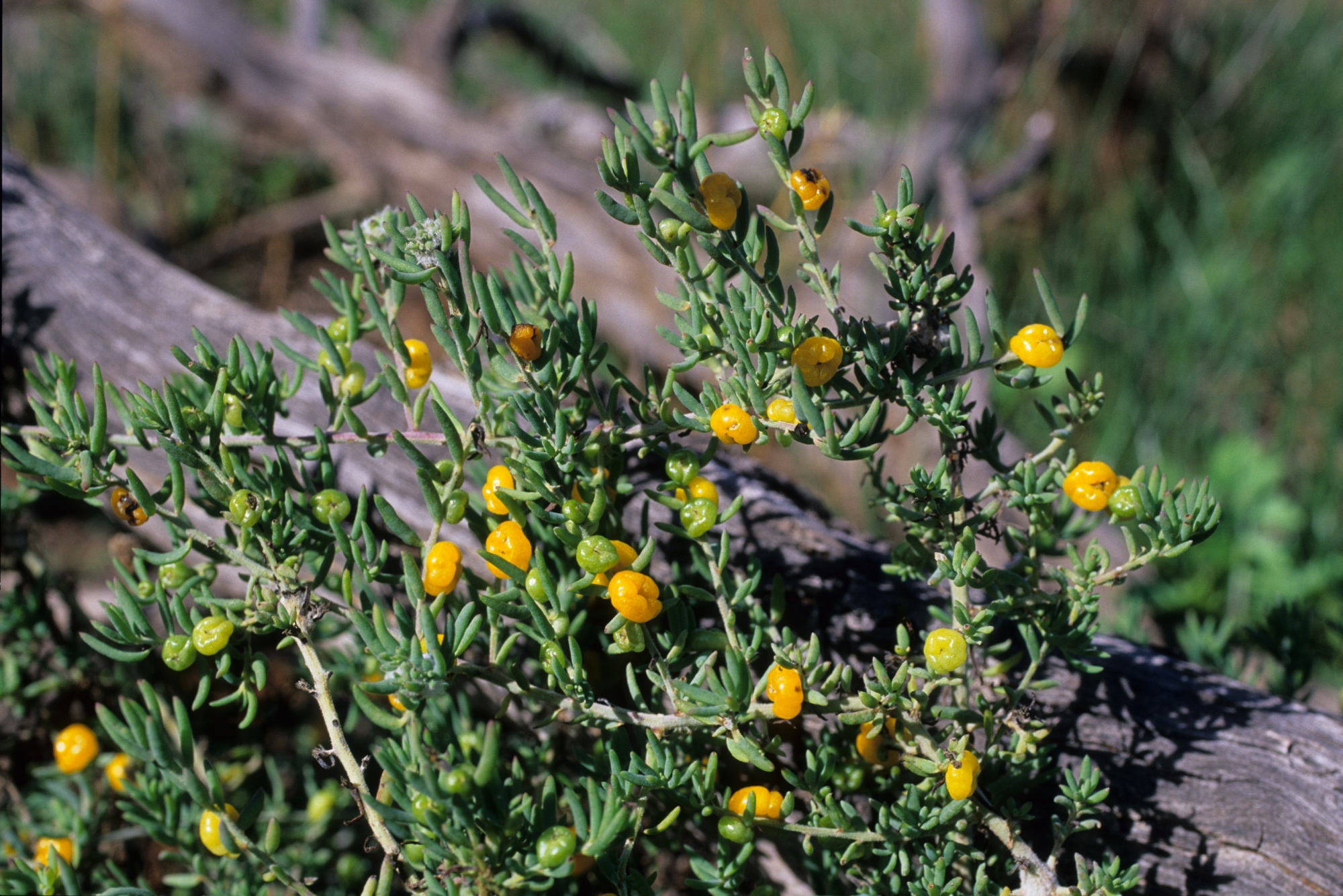 Enchylaena tomentosa var. tomentosa