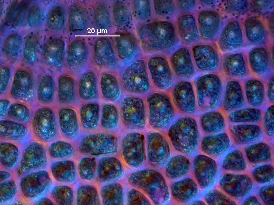 Enteromorpha linza