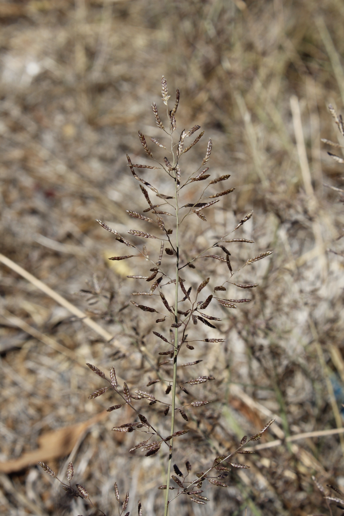 Eragrostis minor