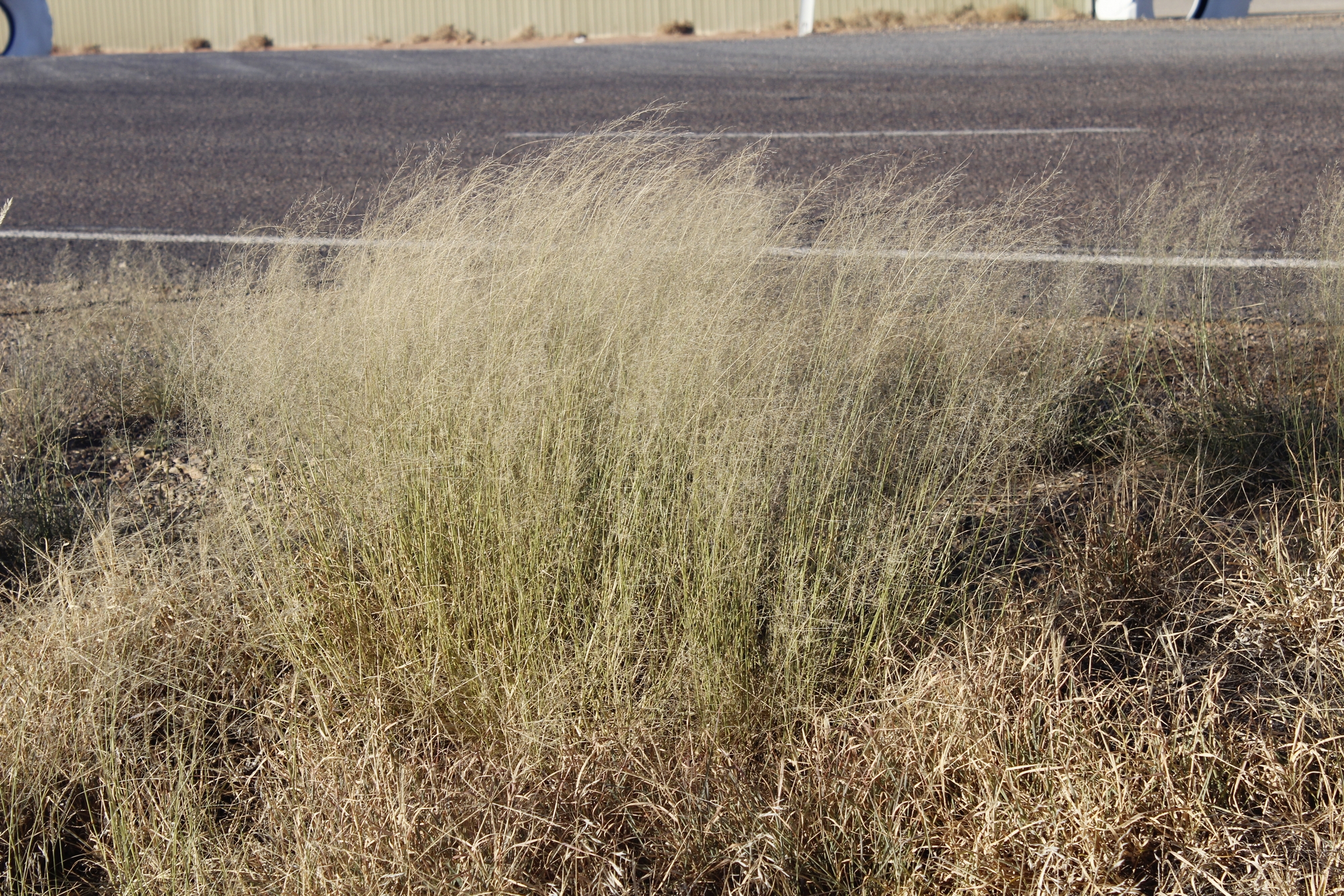 Eragrostis trichophora