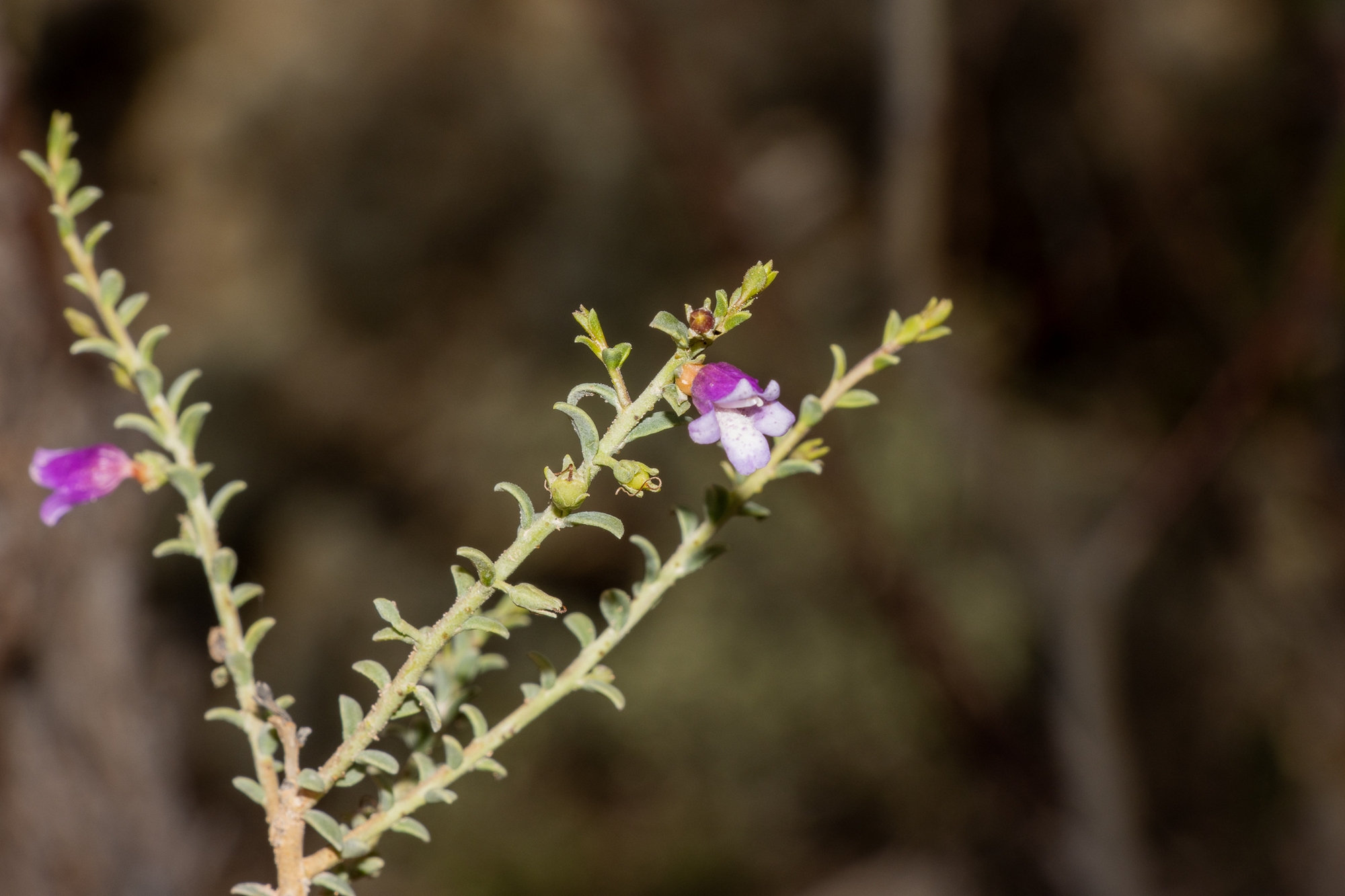 Eremophila parvifolia subsp. parvifolia