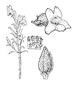 Eremophila verrucosa subsp. verrucosa