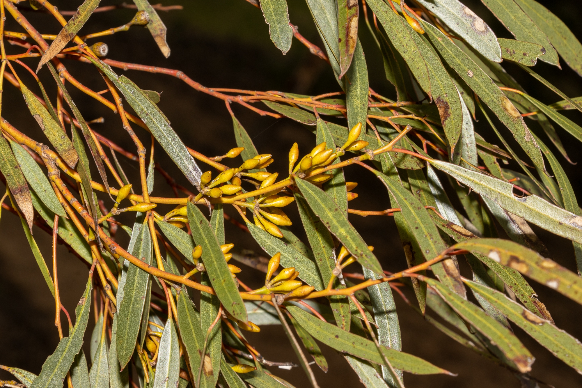 Eucalyptus leptophylla