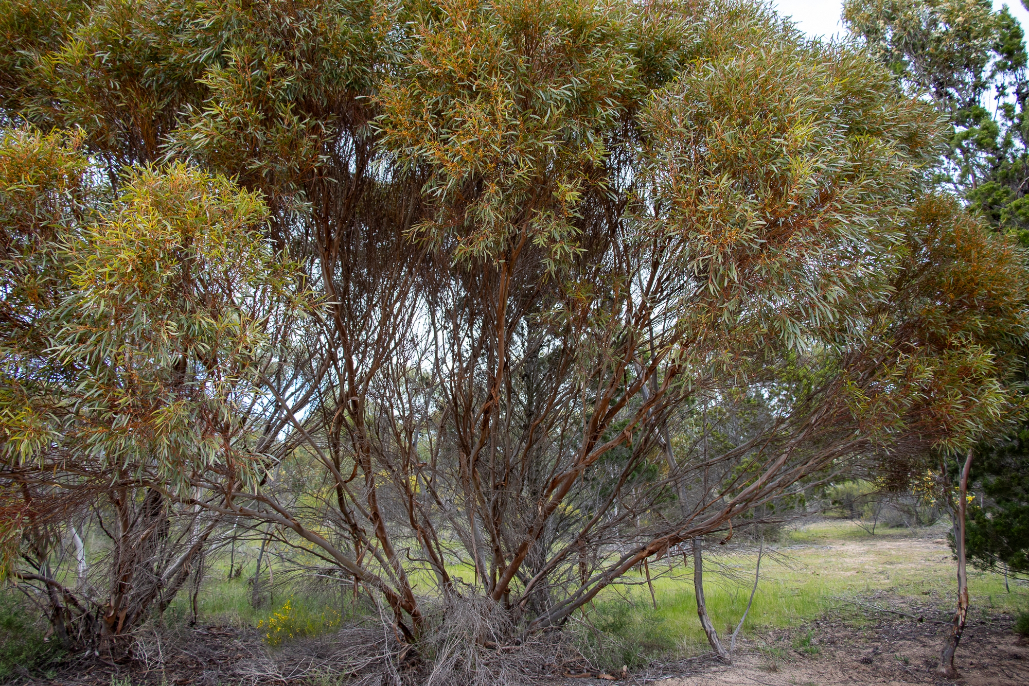 Eucalyptus leptophylla
