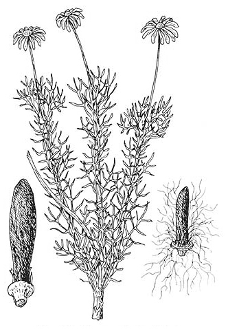 Euryops abrotanifolius