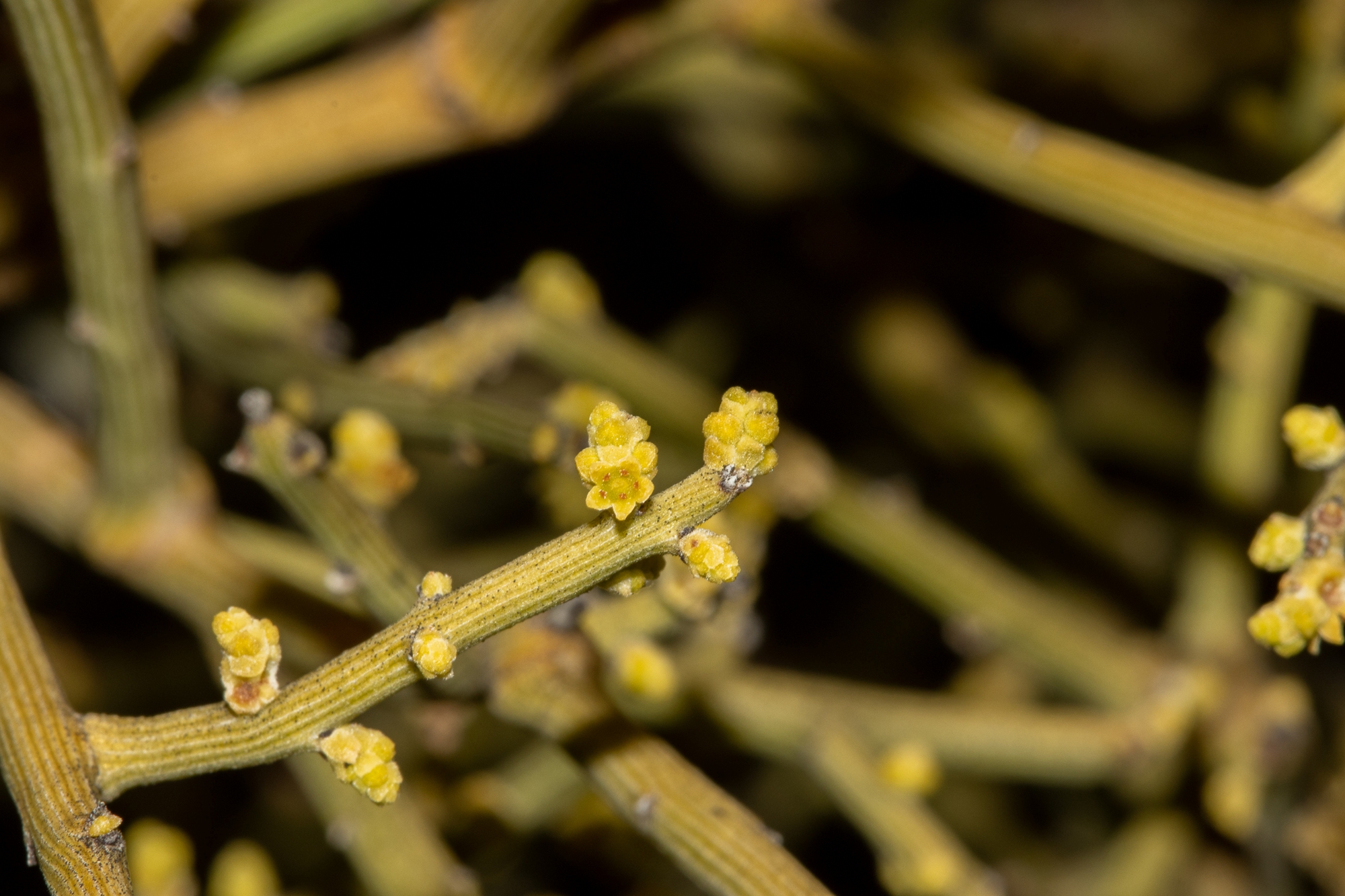 Exocarpos aphyllus