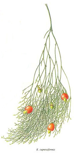 Exocarpos cupressiformis