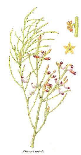 Exocarpos syrticola