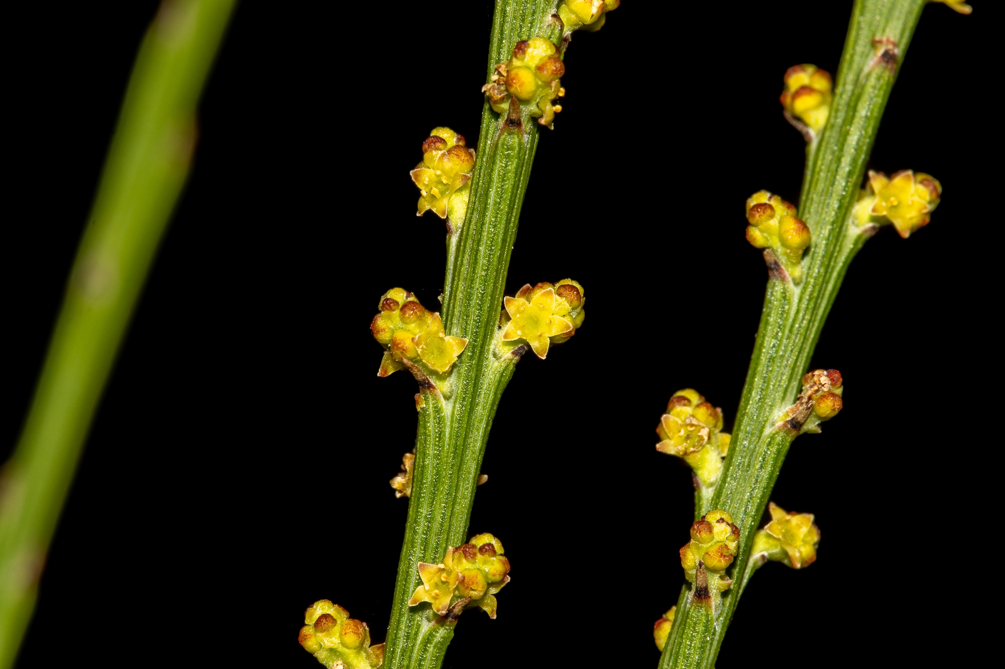 Exocarpos syrticola