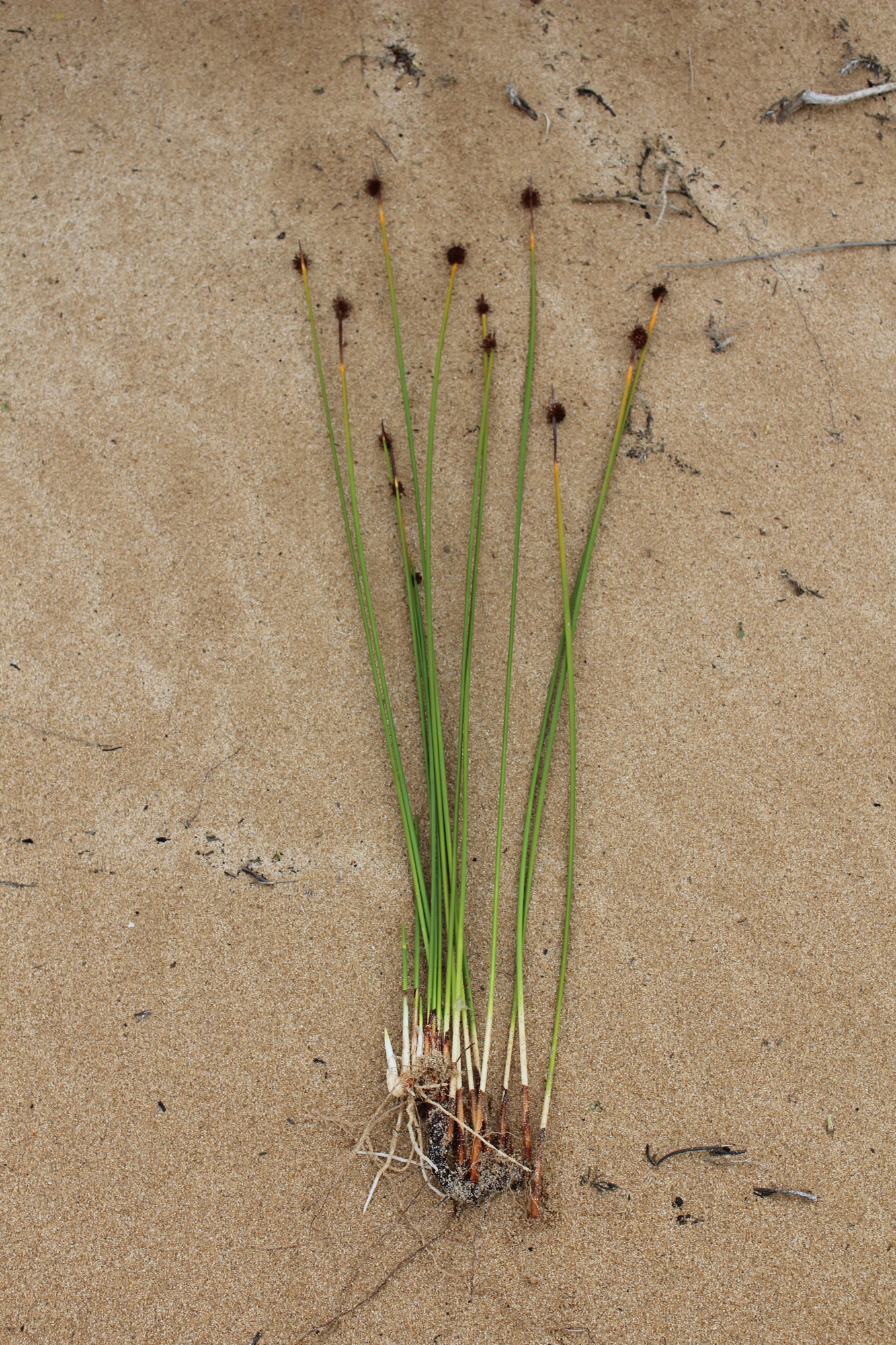 Ficinia nodosa