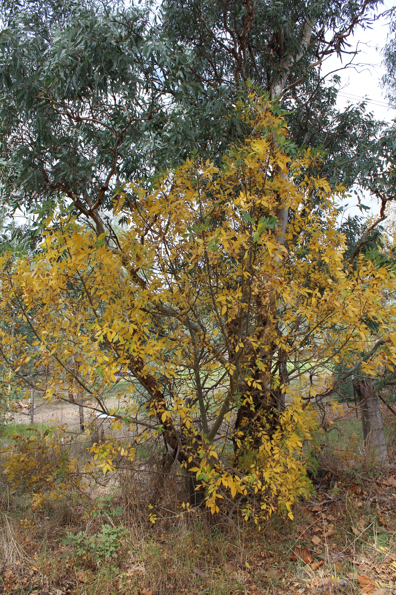 Fraxinus angustifolia