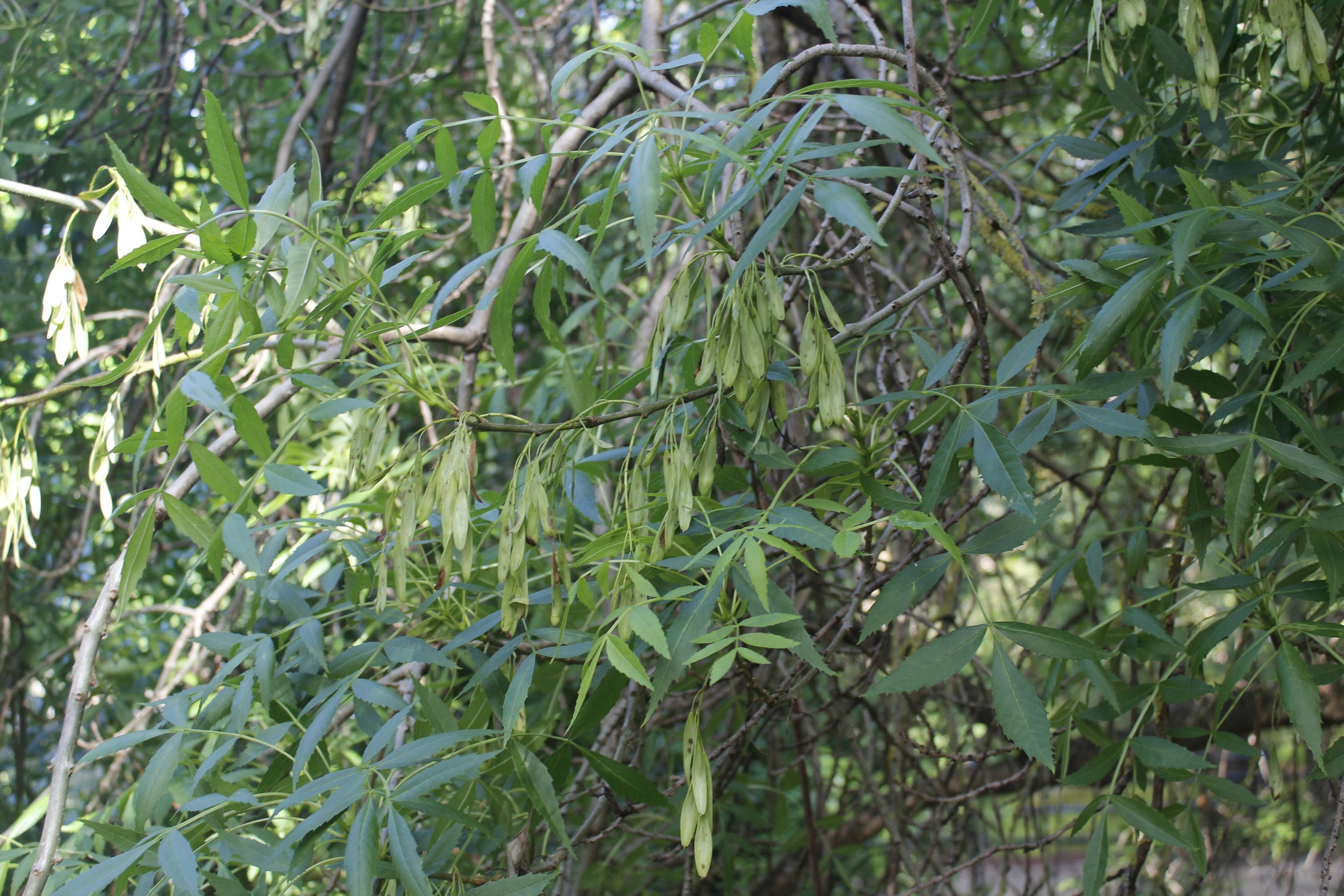 Fraxinus angustifolia