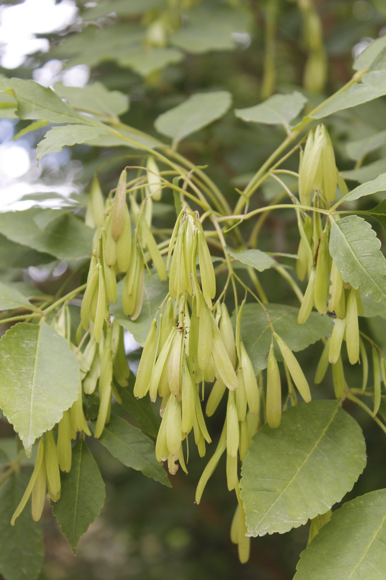Fraxinus ornus