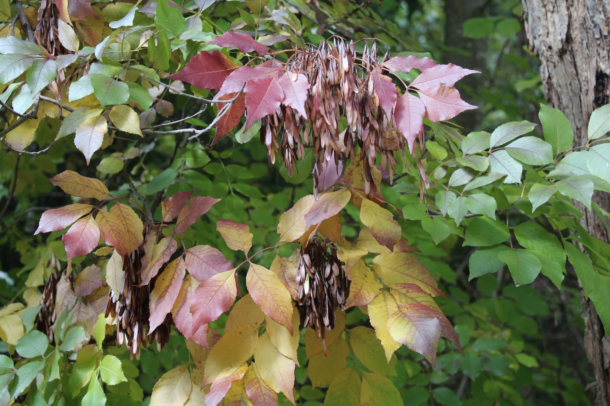 Fraxinus ornus