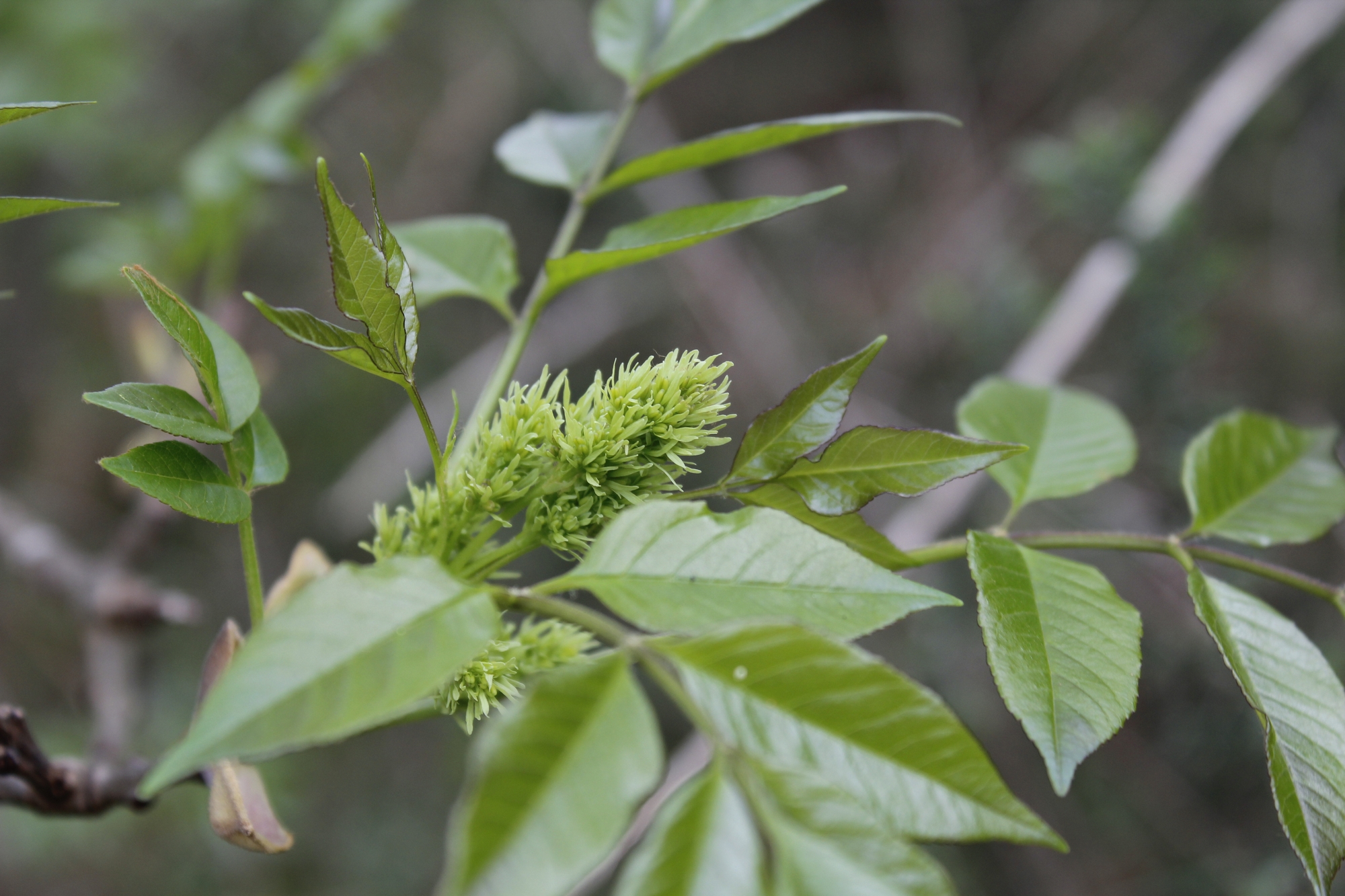 Fraxinus ornus