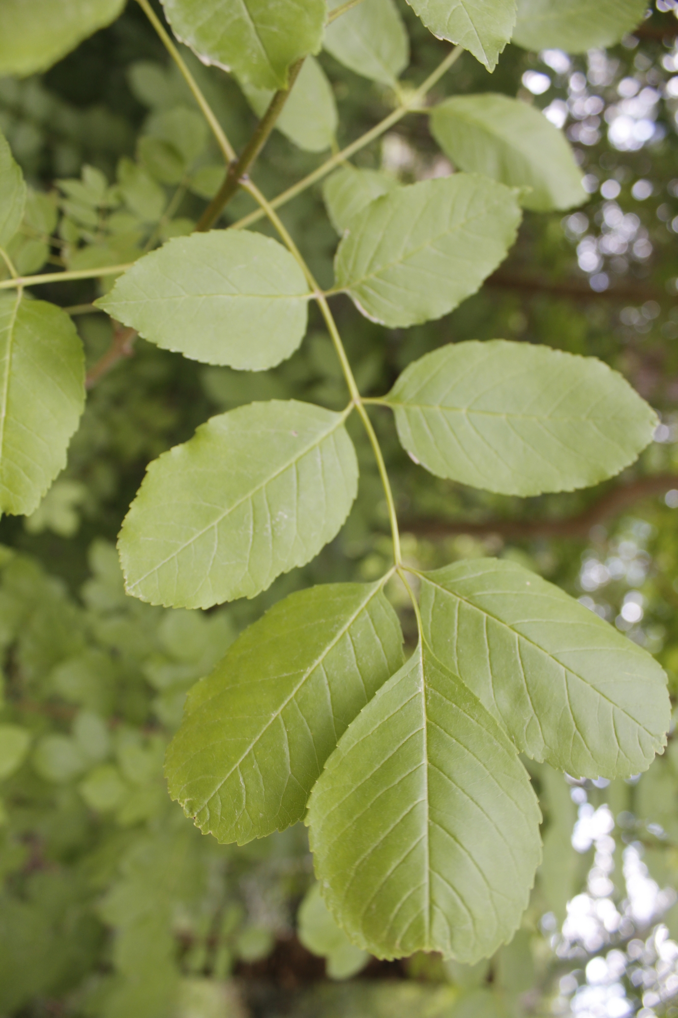 Fraxinus ornus