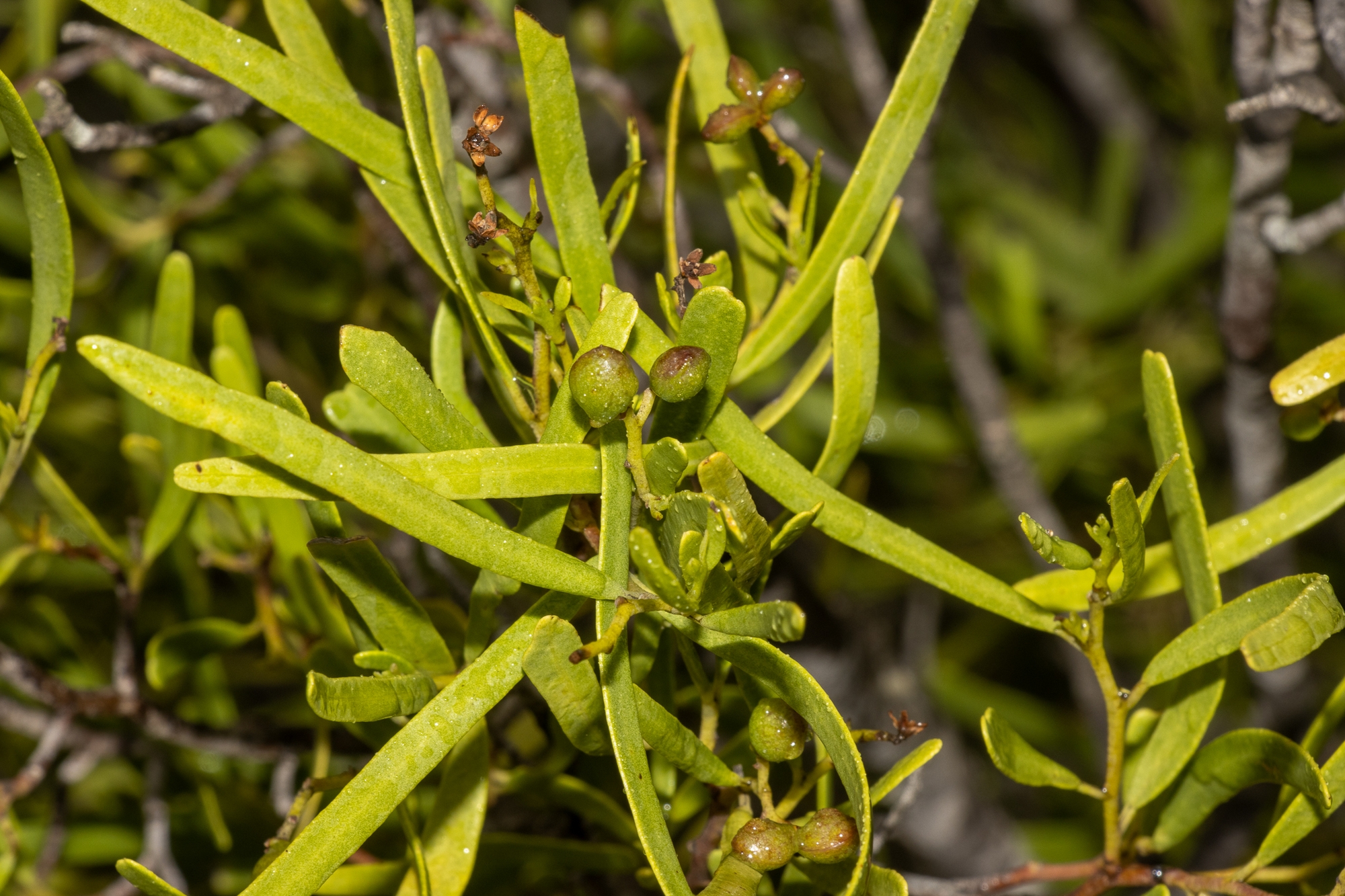 Geijera linearifolia