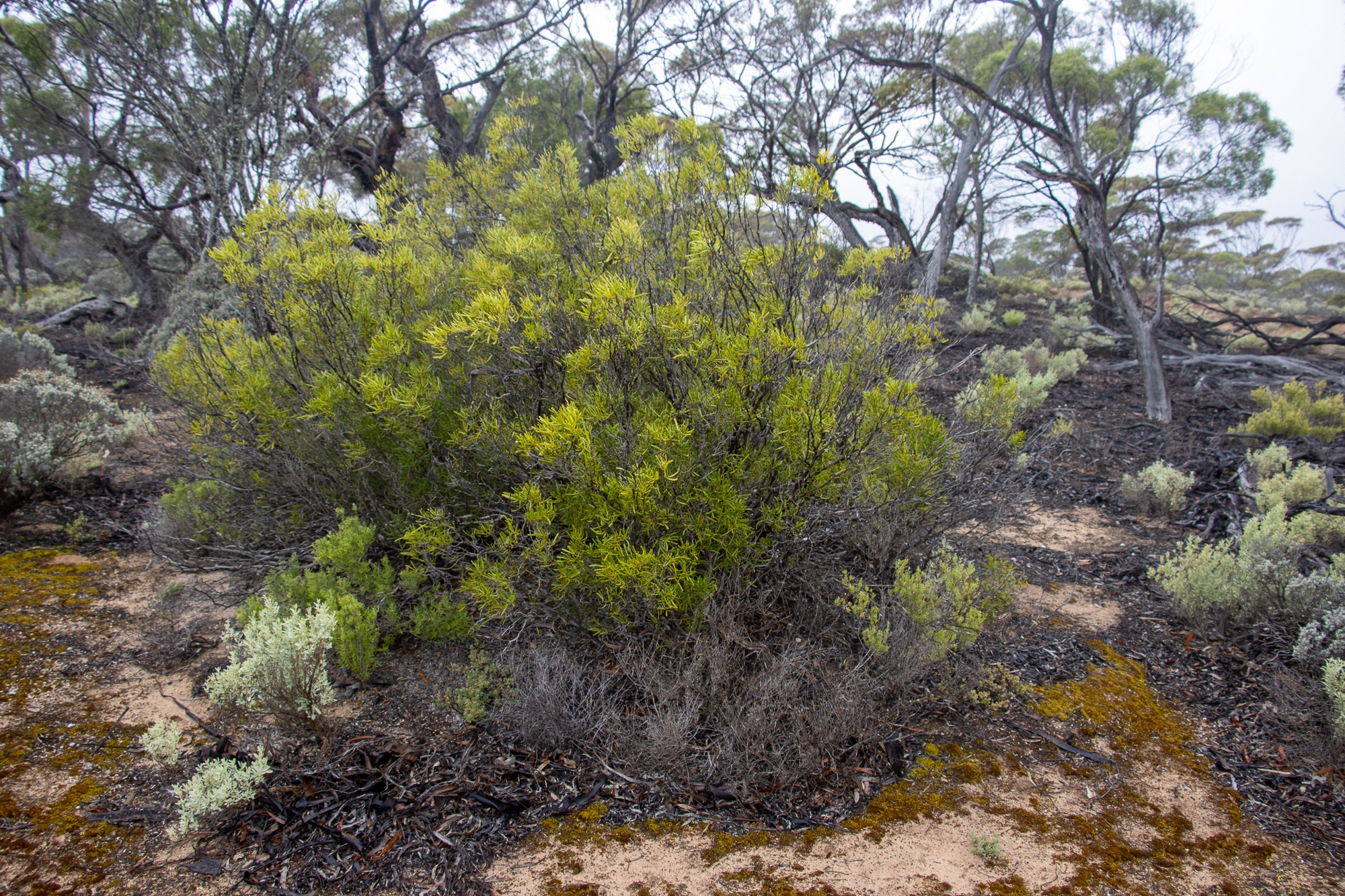 Geijera linearifolia