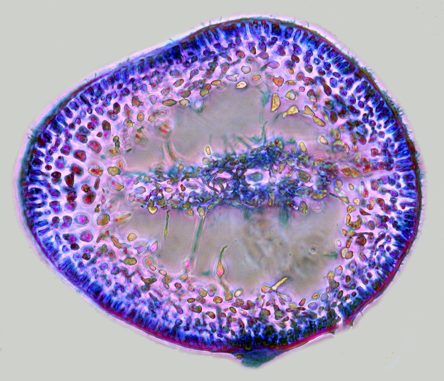 Gelidium australe