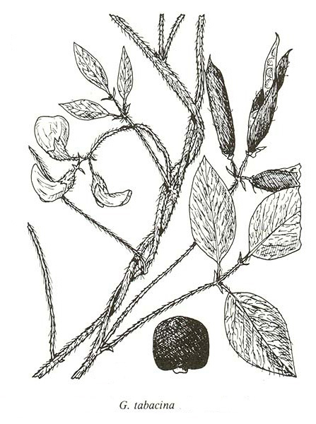 Glycine tabacina