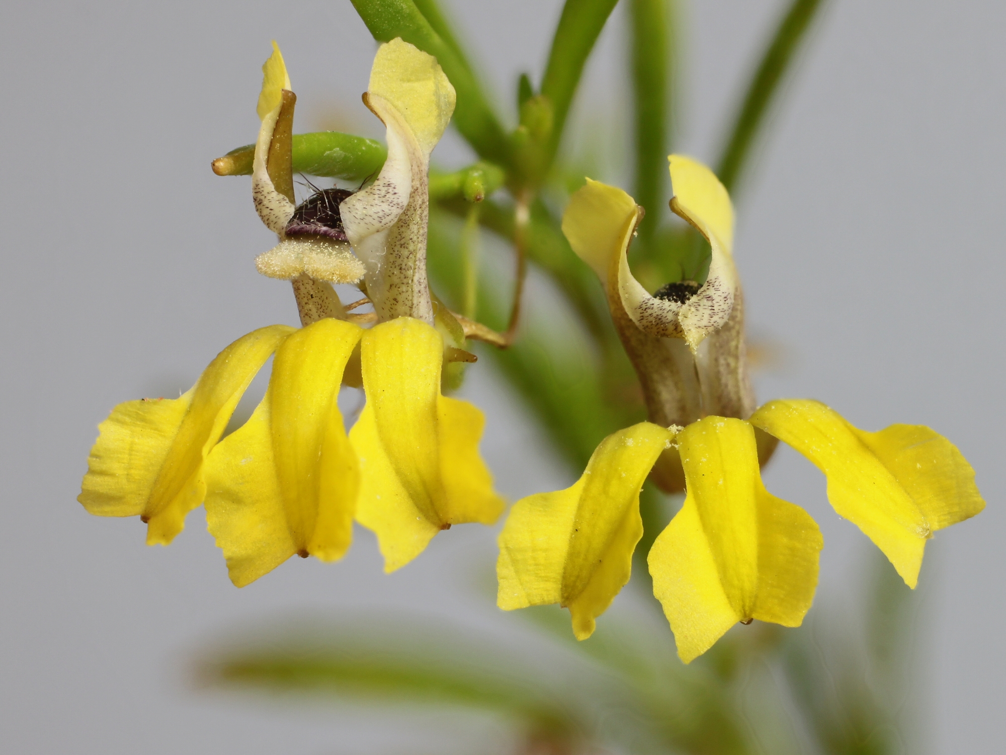 Goodenia modesta