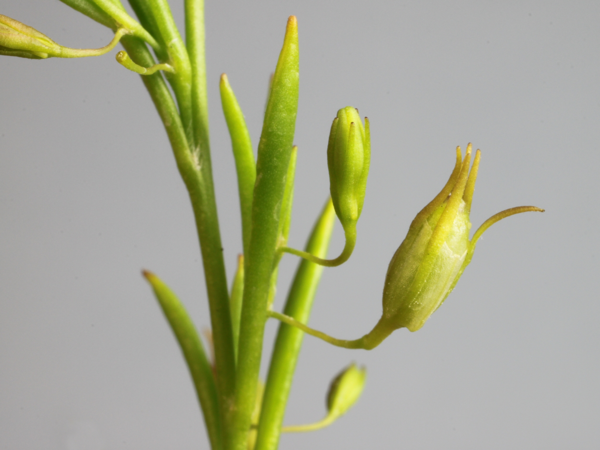 Goodenia modesta
