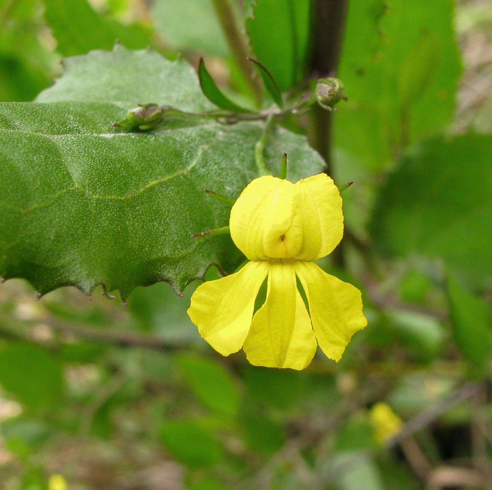 Goodenia ovata