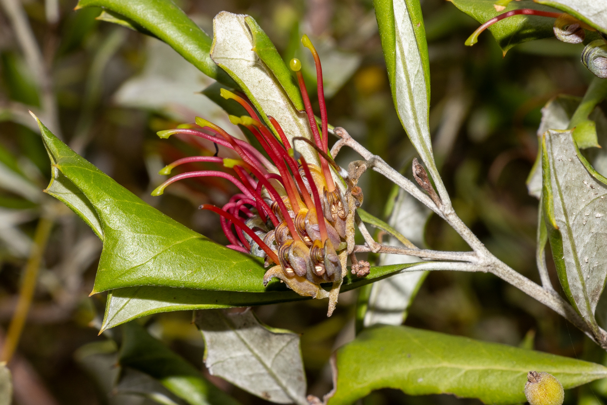 Grevillea ilicifolia