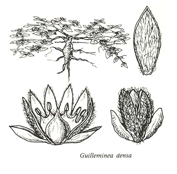 Guilleminea densa